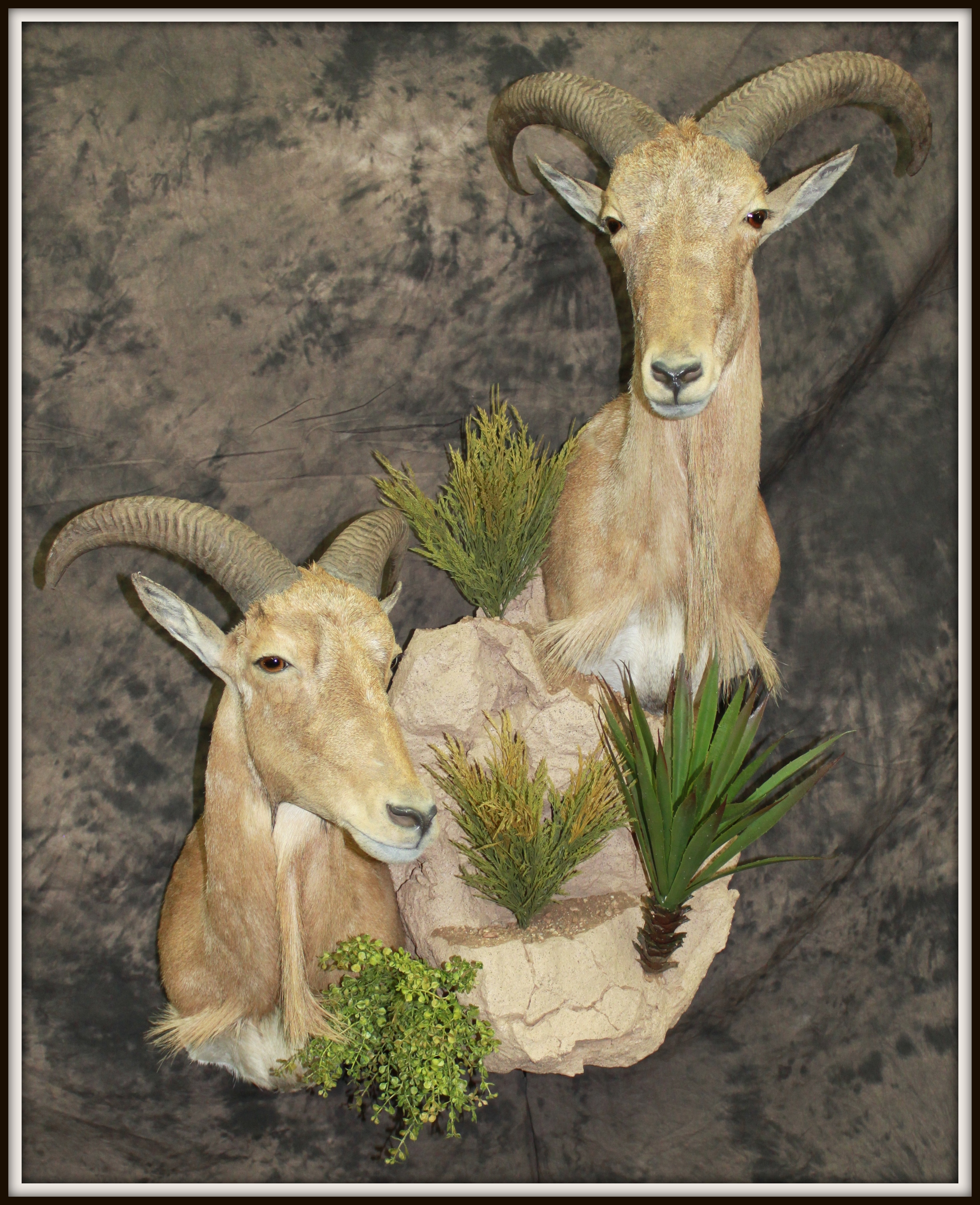 AFRICAN – MOUNT-N-VIEW TAXIDERMY