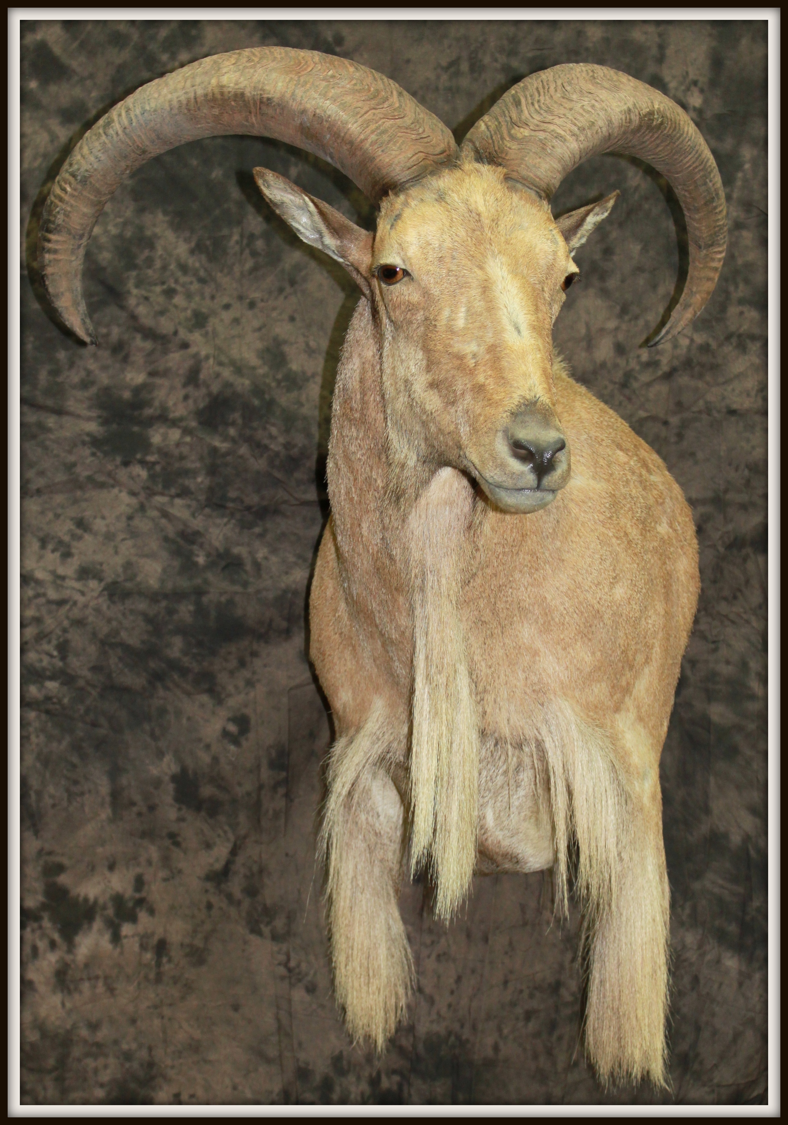 AFRICAN – MOUNT-N-VIEW TAXIDERMY
