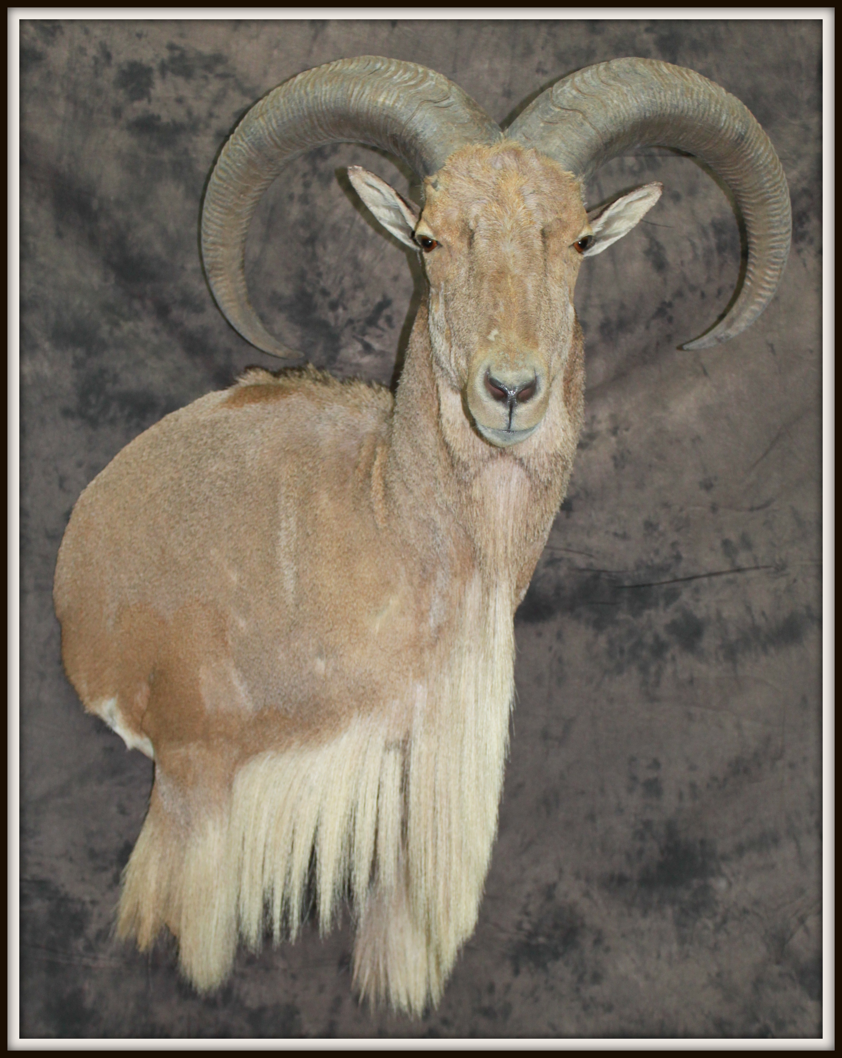 AFRICAN – MOUNT-N-VIEW TAXIDERMY