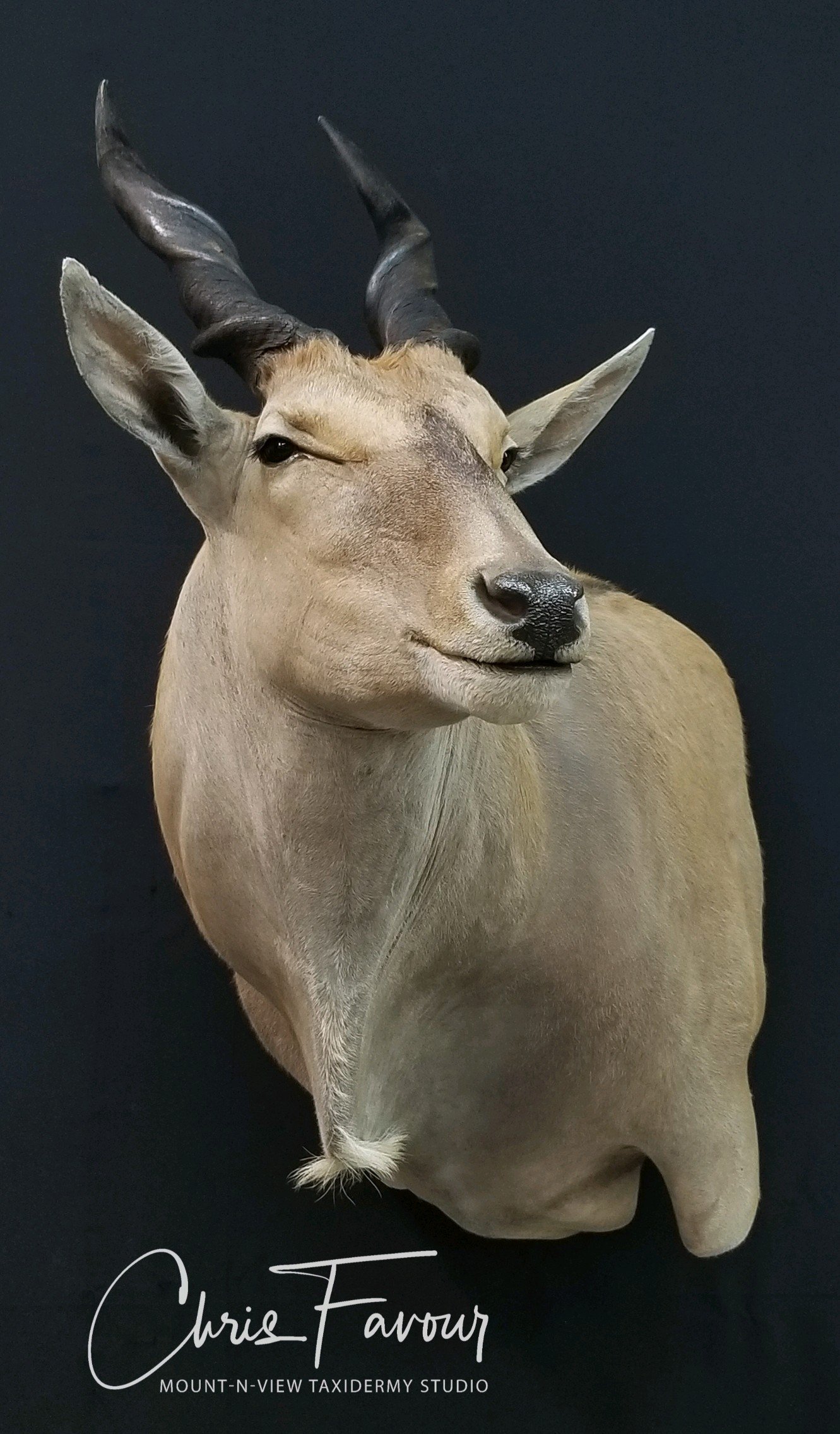 AFRICAN – MOUNT-N-VIEW TAXIDERMY