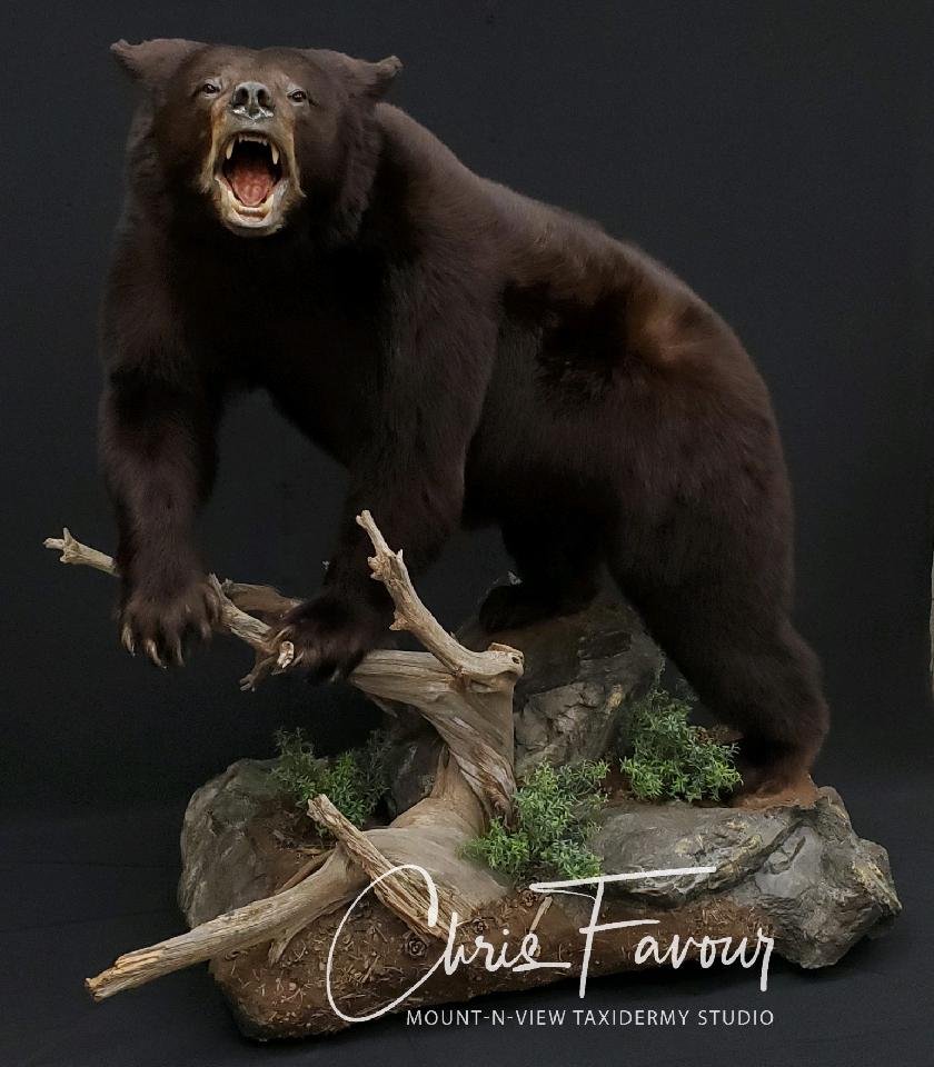 BEARS – MOUNT-N-VIEW TAXIDERMY