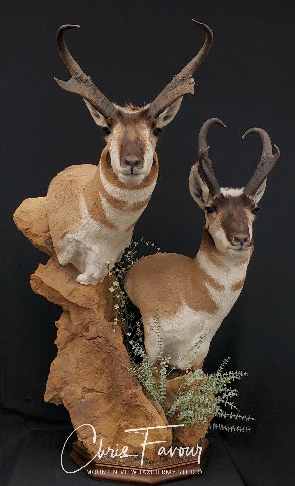 ANTELOPE – MOUNT-N-VIEW TAXIDERMY